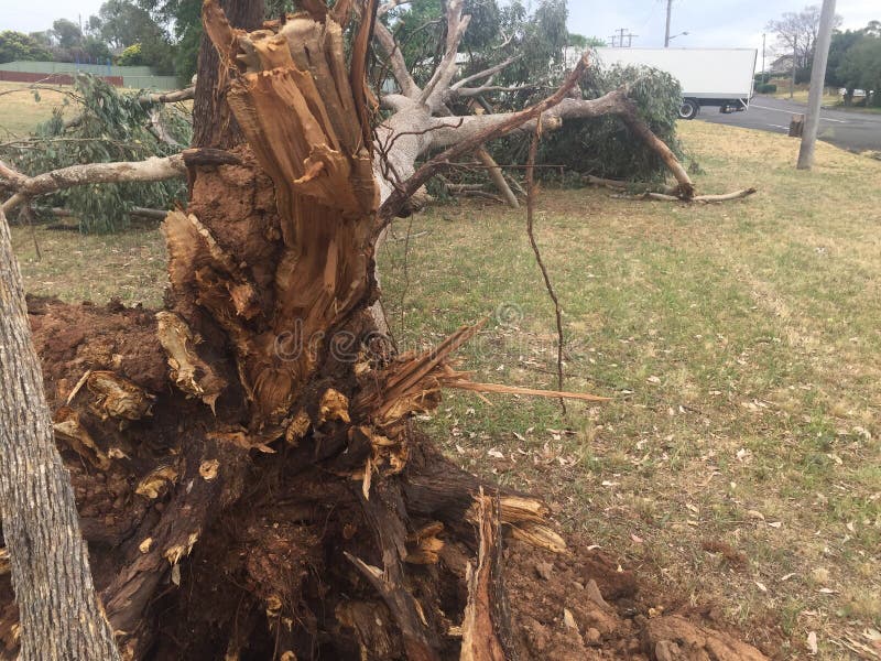 Lightning stock image. Image of tree, storm, lightning - 82218251