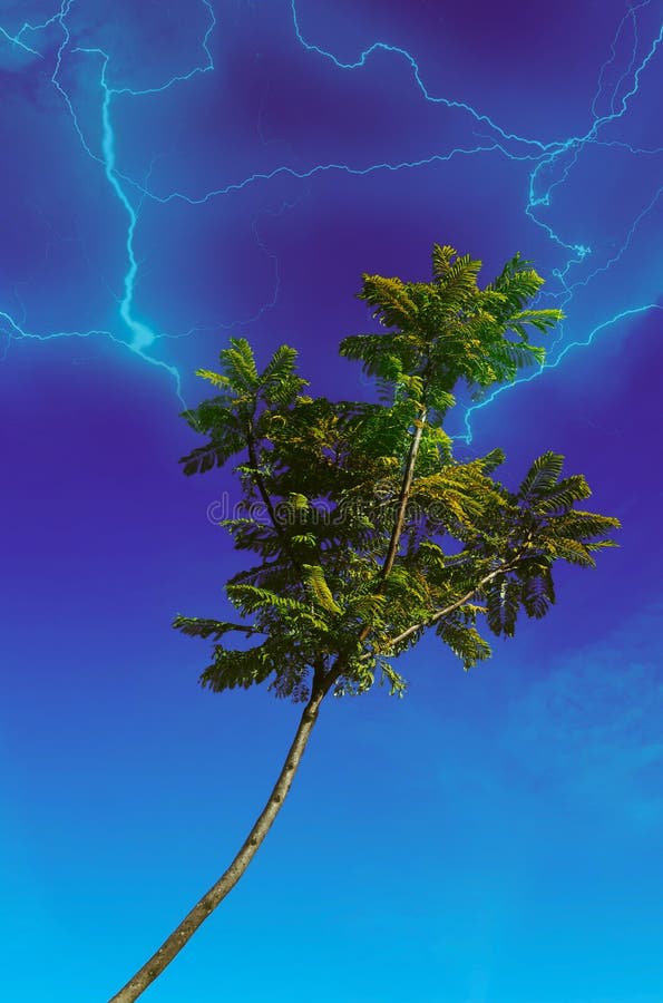 Lightning Vine Trapping a Tree in Late Afternoon Stock Photo - Image of ...