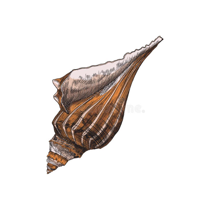 Predatory Sea Snail Sketch Stock Photos - Free & Royalty-Free Stock ...