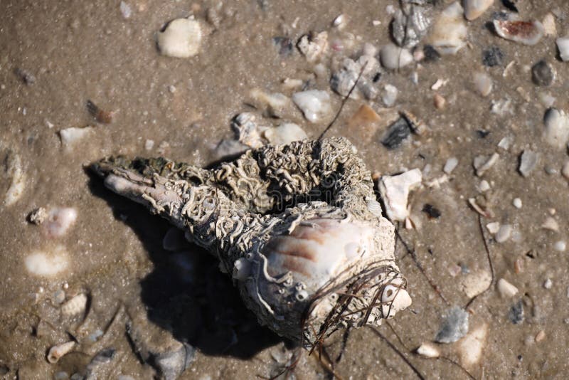 Lightnining Welk Shell Encrusted with Barnacles Stock Image - Image of ...