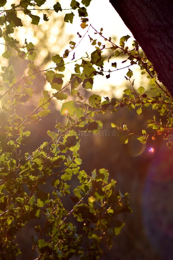 Lightreflections Stock Photos - Free & Royalty-Free Stock Photos from ...