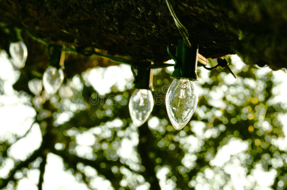 Lights Hanging from Tree Limb Stock Image - Image of energy, reflection ...