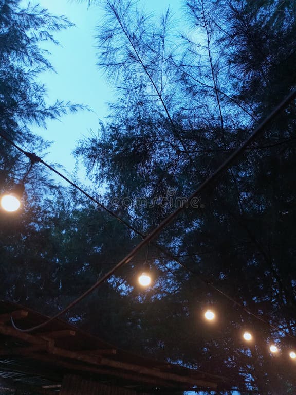 Hark Definition Flower Stock Photos - Free & Royalty-Free Stock Photos ...