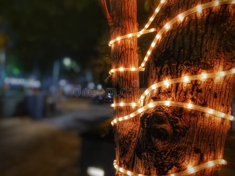 Lights hugging tree stock photo. Image of strangling - 111703298