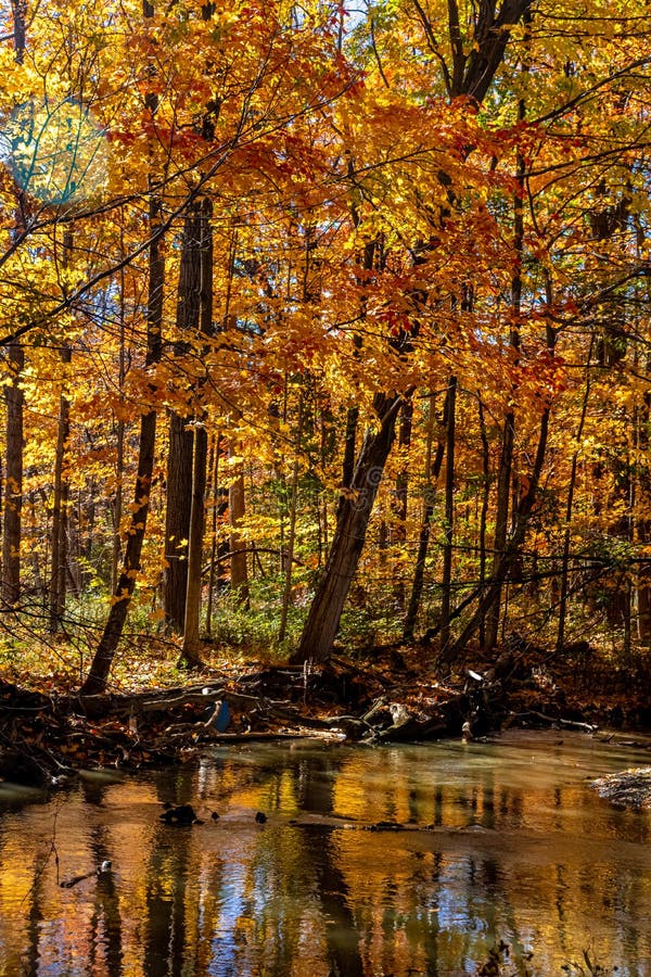 Lights, Shadows and Colors of the Fall Inside Th Forest, Central Canada ...