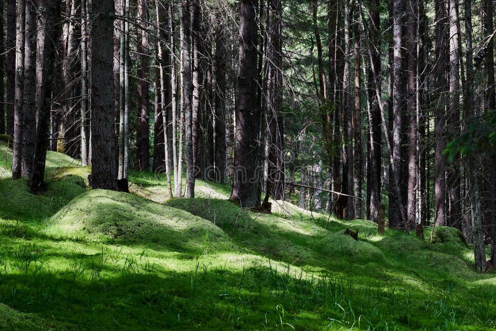 Lights and Shadows Falling on a Carpet of Moss in the Forest among the ...