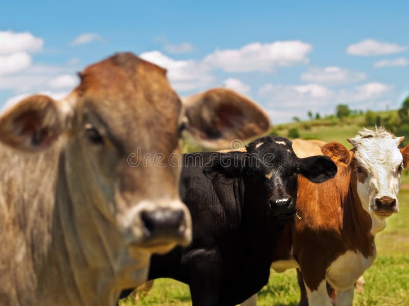 Ligne Investigatrice De Trois Vaches Photo stock - Image du affermage ...