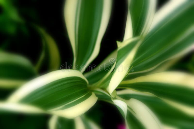 Ligne Verte image stock. Image du ligne, pétale, vert - 5854541