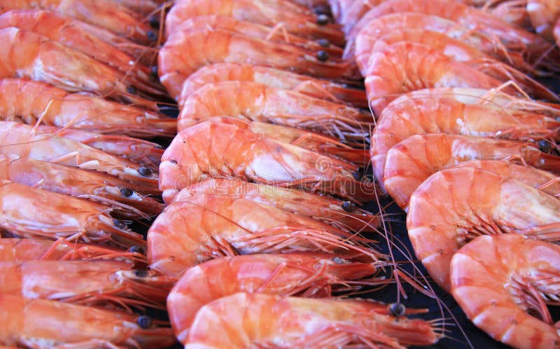 Crevettes roses cuites photo stock. Image du poissons - 8183844