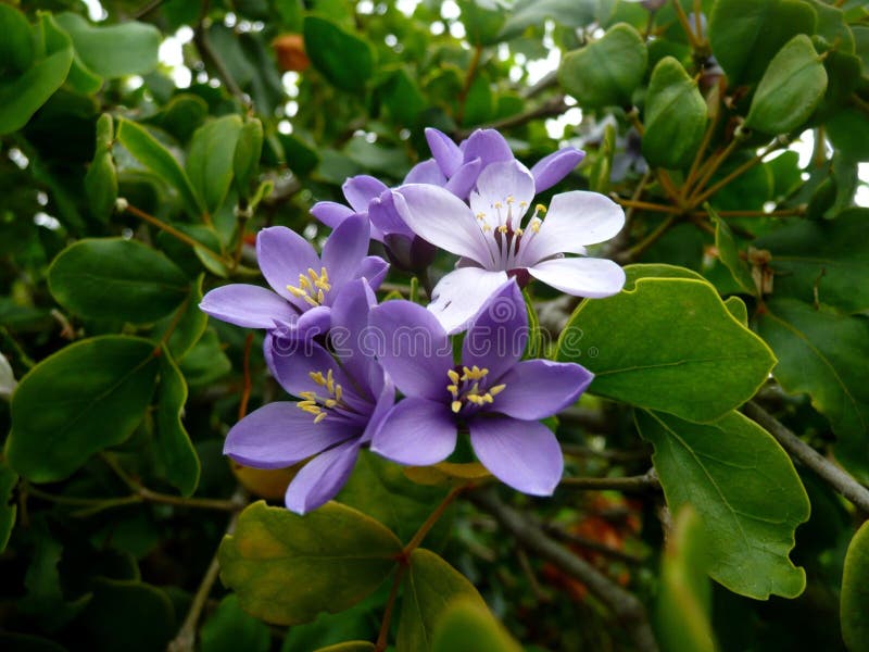Lignum vitae flowers stock photo. Image of vitae, touch - 55824244