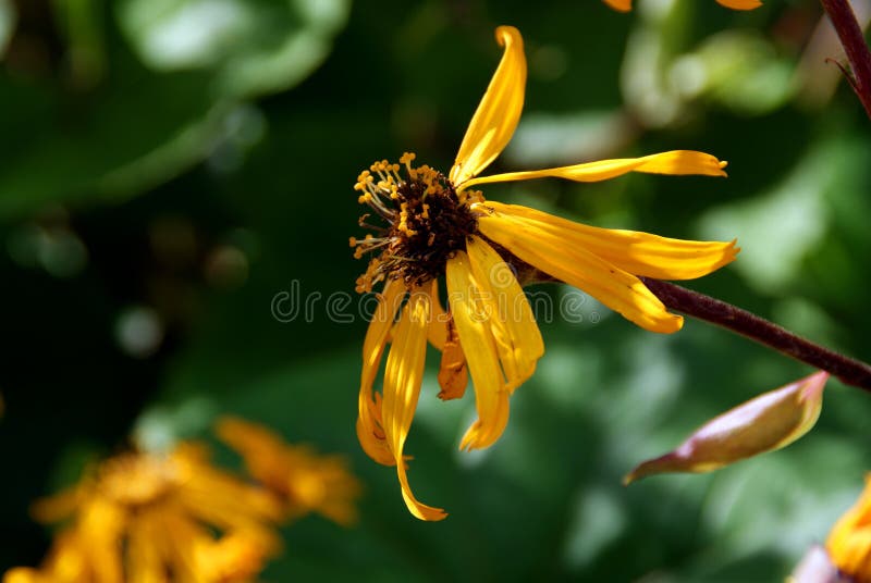 Ligularia Flower in Autumn stock photo. Image of floral - 10920038