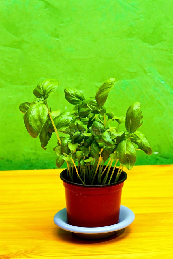 Liguria basil stock image. Image of basil, aromatic, herb - 15354221