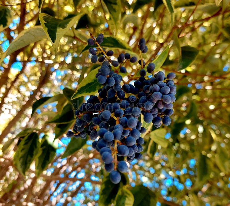 Ligustrum Vulgaris Berries. Privet Flowering Tree Stock Image - Image ...
