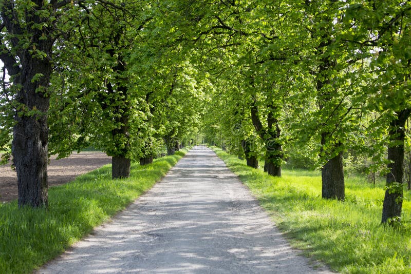 Rij bomen stock afbeelding. Image of leven, regeling - 30652247