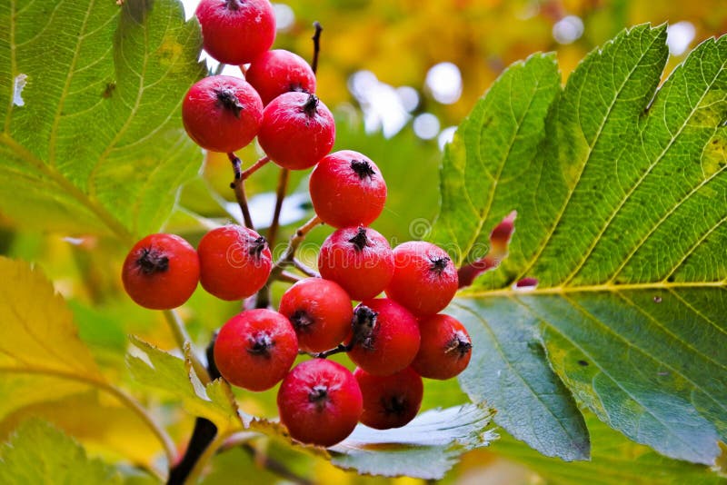 Lijsterbes stock foto. Image of tuin, botanisch, blad - 102962348