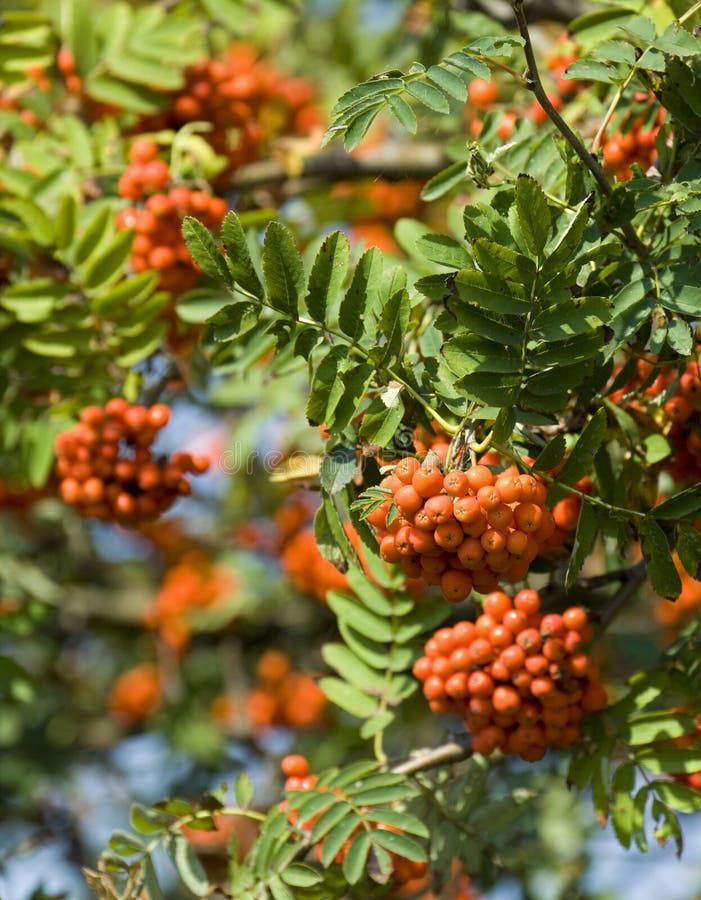Lijsterbes stock foto. Image of nave, lijsterbes, zomer - 25779190