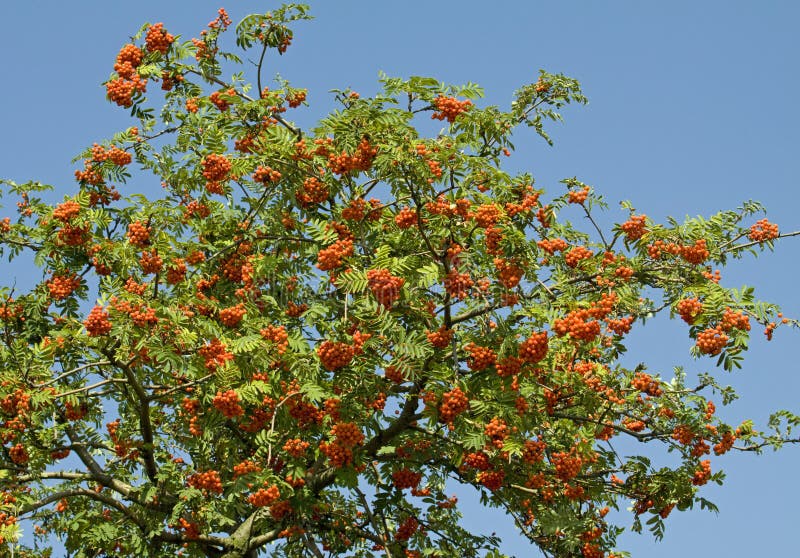 Lijsterbes stock foto. Image of nave, lijsterbes, zomer - 25779190