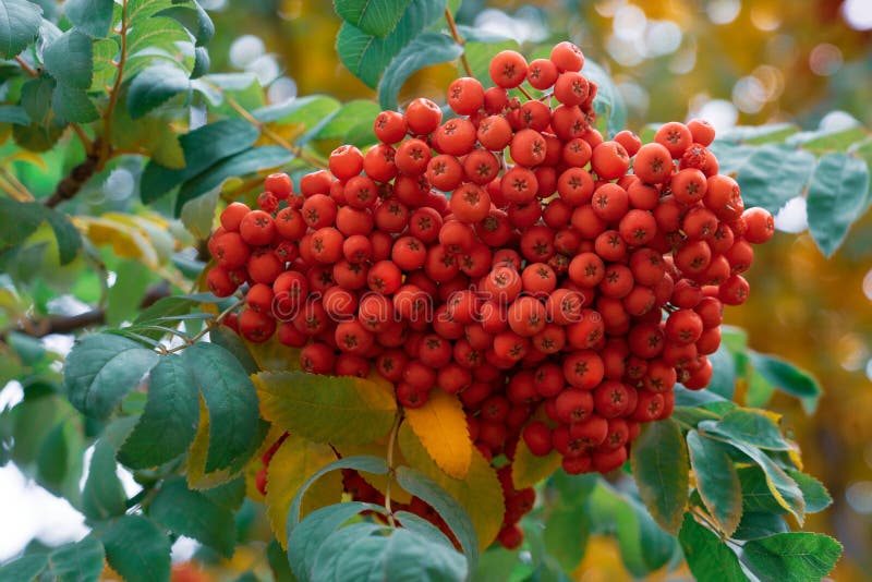 Lijsterbes in De Vroege Herfst Stock Foto - Image of lijsterbes, groen ...