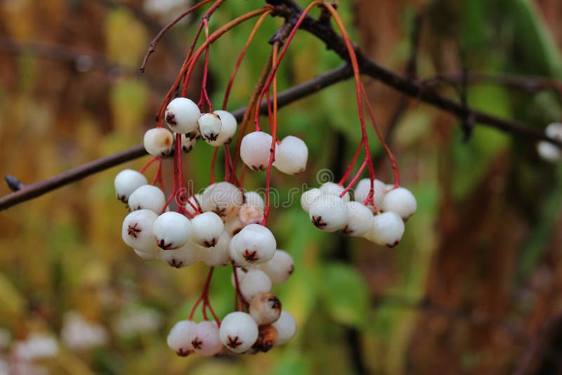 Lijsterbes Met Witte Bessen Stock Afbeelding - Image of ontslagen ...