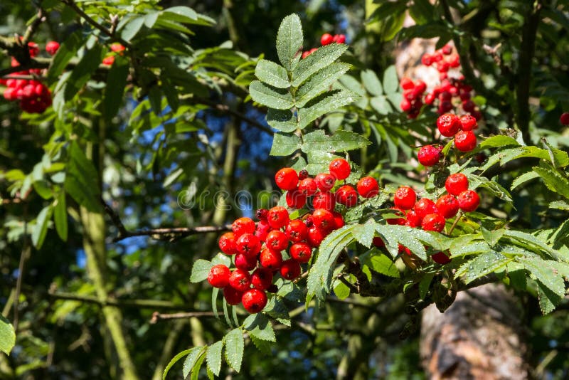 De Boom Van De Lijsterbes Op Weide Stock Foto - Afbeelding bestaande ...