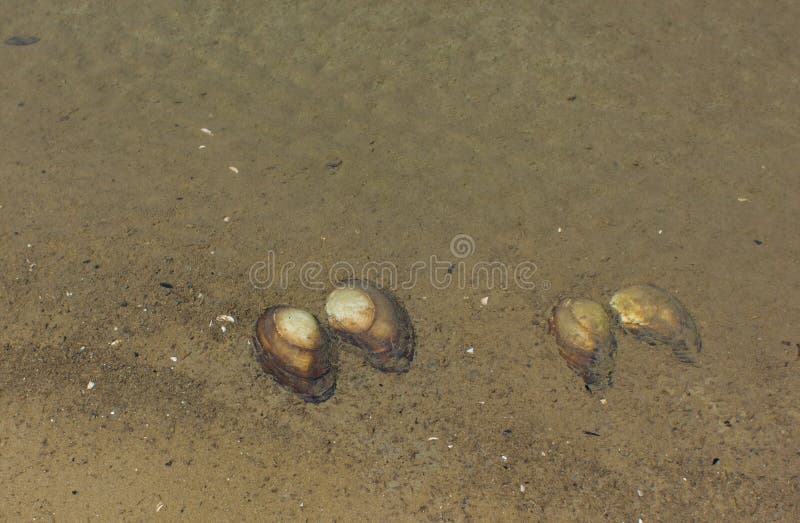 Like angels wings stock photo. Image of angels, shells - 65434910