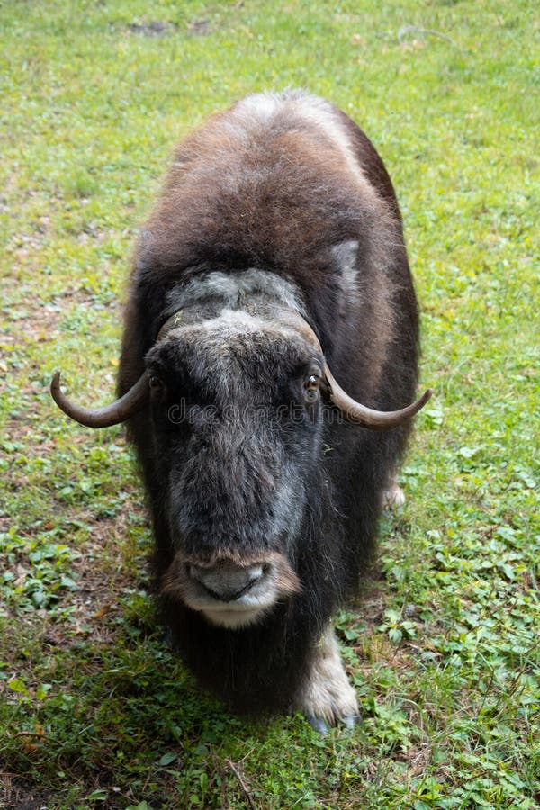 Like a Buffalo in nature stock photo. Image of black - 198546548