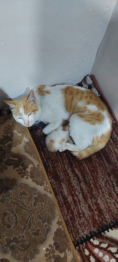 Like a this Cute Cat these Animals Aur Part of Our Life Stock Photo ...