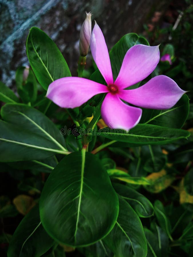 Original Flower Image Cool Amazing Stock Image - Image of amazing, cool ...