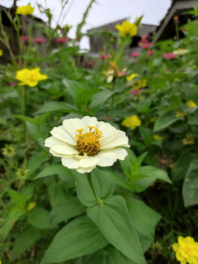 Like Flower Potrait View Smartphone Camera Stock Image - Image of daisy ...