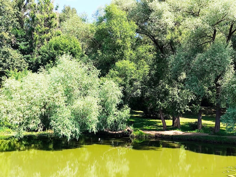 Like Iva Tree Under Water Sun Cool Dey Stock Photo - Image of tree ...