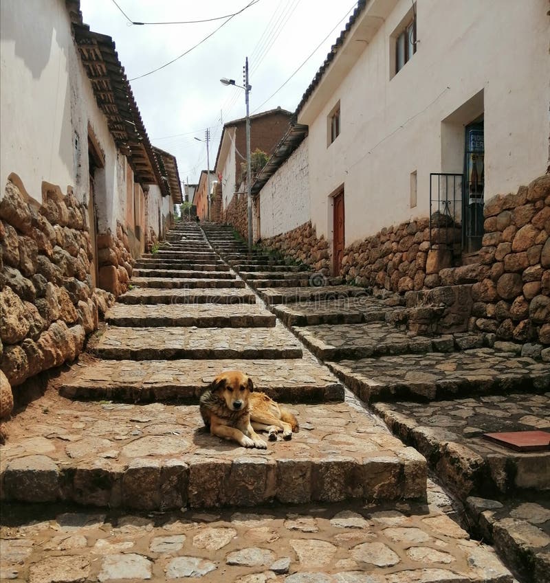 Human-friendly Dogs in Dog-friendly Peru Stock Image - Image of ...