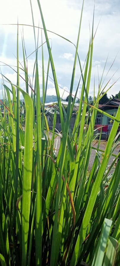 Like Rice but in Fact it is Not Rice Stock Image - Image of like, rice ...