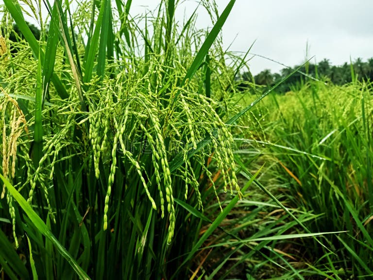 Like Rice, the Fuller it is, the Lower it is Stock Image - Image of ...