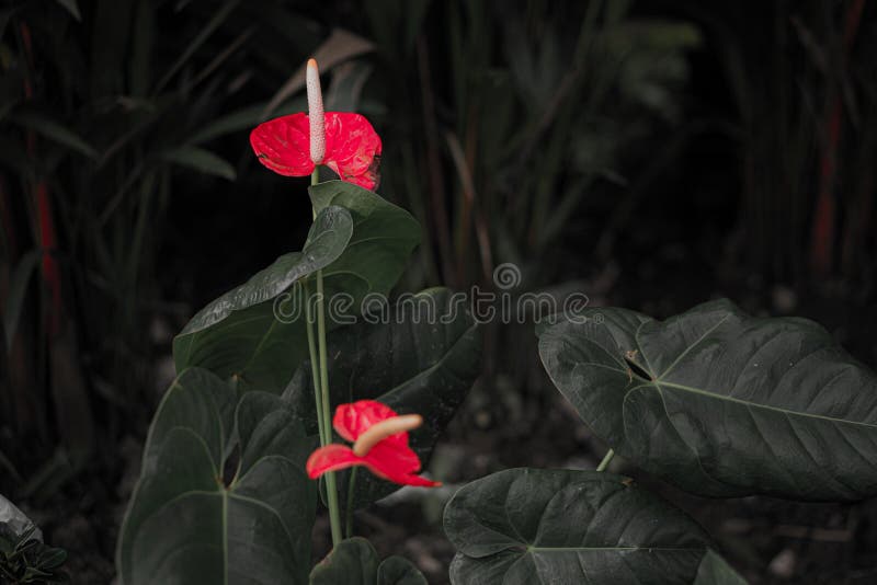 188 Strong Weak Nature Stock Photos - Free & Royalty-Free Stock Photos ...