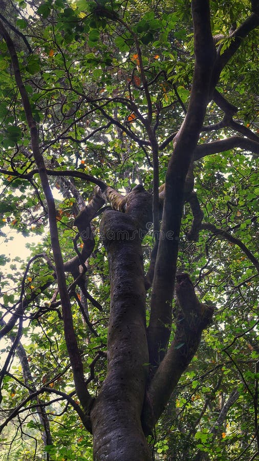 Like tarzan tree stock photo. Image of leaves, tropical - 93109566