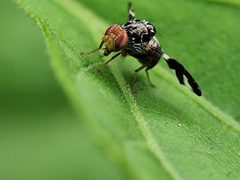 This is Likely an Apple Maggot Fly & X28;Rhagoletis Pomonella& X29; or ...
