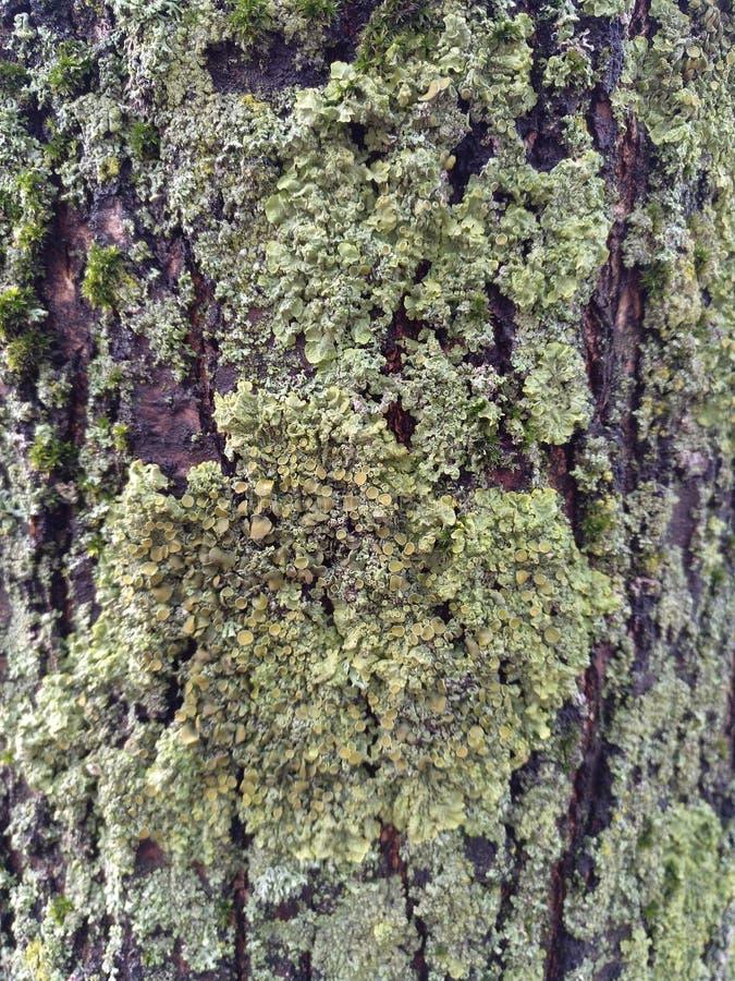 Liken stock photo. Image of mountain, country, rock - 148152350