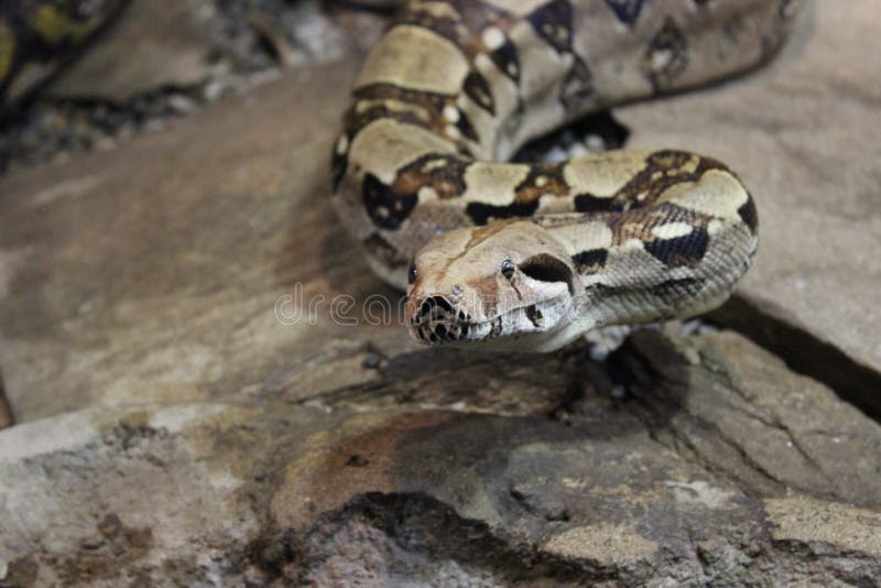 He likes to squeeze stock photo. Image of predator, slither - 66005778