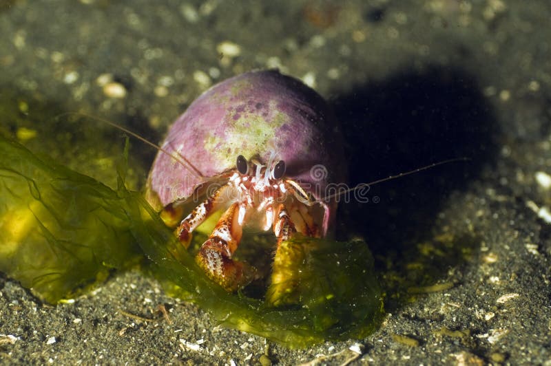 Bernard l'ermite photo stock. Image du crabe, sauvage - 60562308