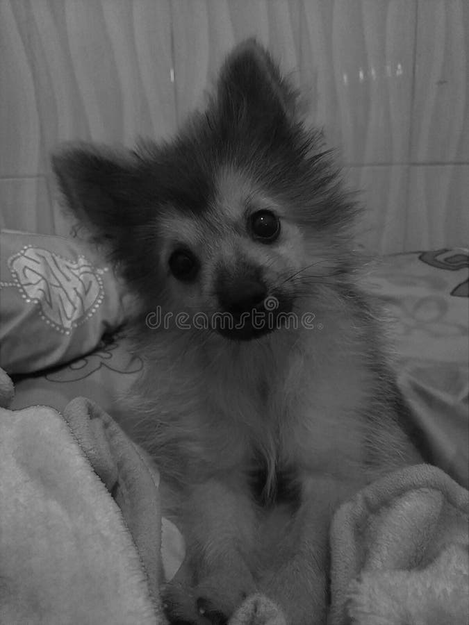 Lil Pomeranian Stock Photos - Free & Royalty-Free Stock Photos from ...