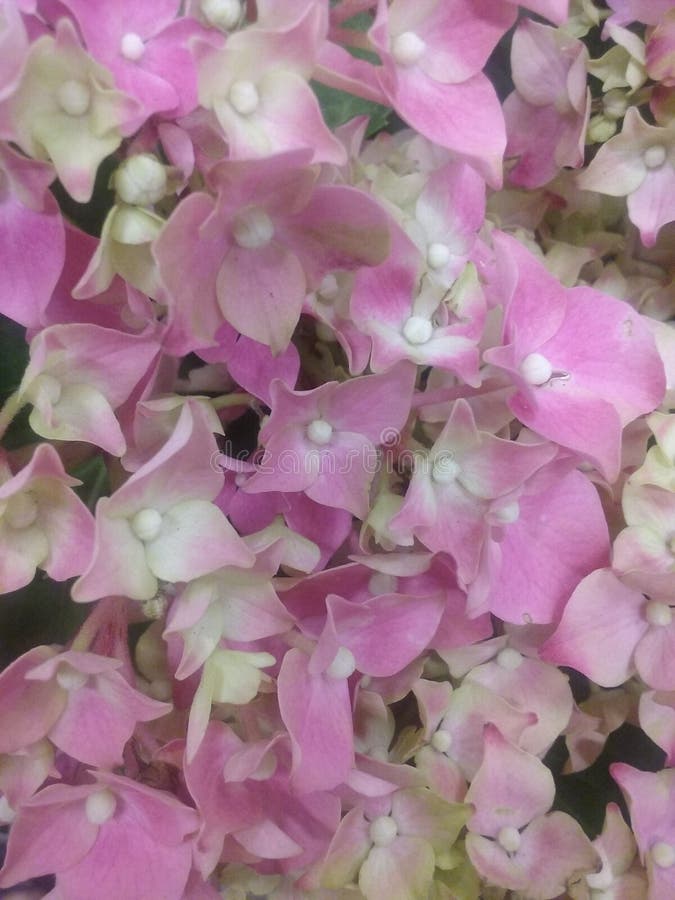 Lil flowers stock image. Image of purple, fresh, pink - 68905005