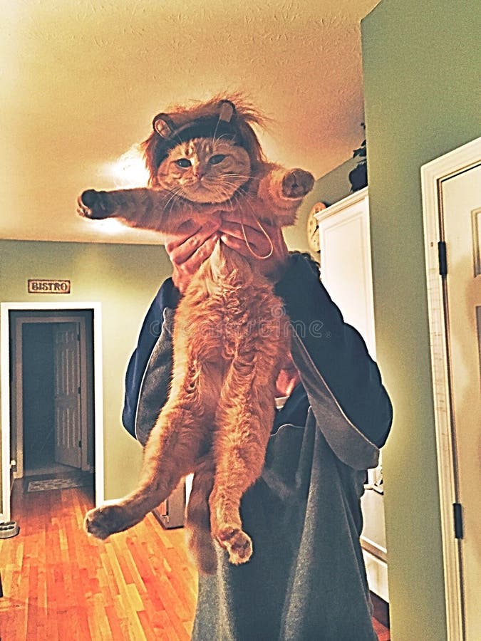 Lil Simba stock photo. Image of simba, costume, halloween - 47343224