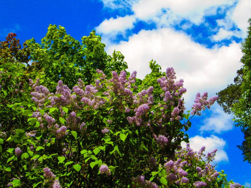 Lila imagen de archivo. Imagen de lila, color, brillante - 116654691