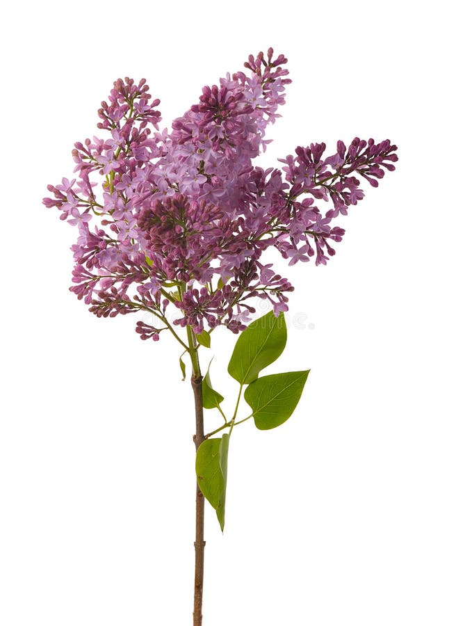 Lila fotografering för bildbyråer. Bild av kväva, säsong - 12388967