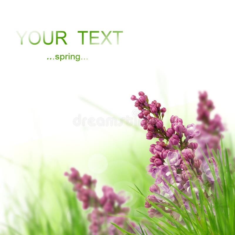 Lila Block stockfoto. Bild von purpurrot, wachstum, rosa - 18064168