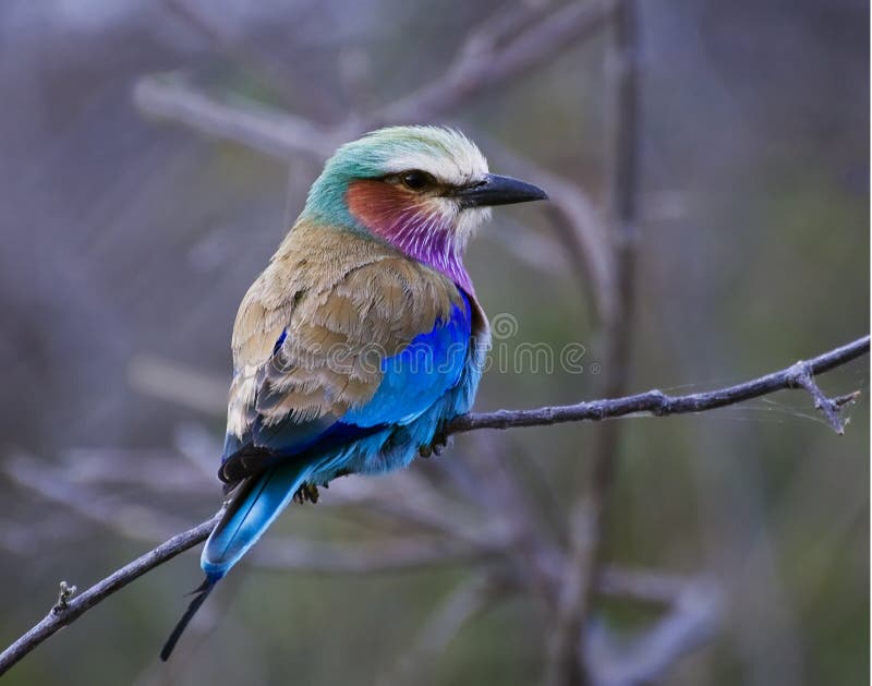 Lila Breasted Rooler imagen de archivo. Imagen de animal - 19762867