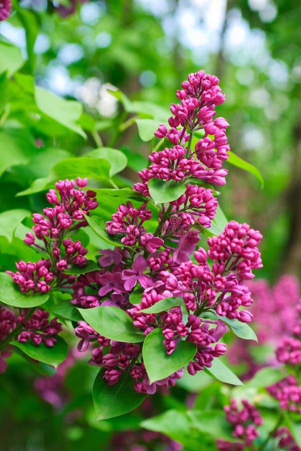 Lila De Color Violeta Oscuro Foto de archivo - Imagen de hoja, olor ...