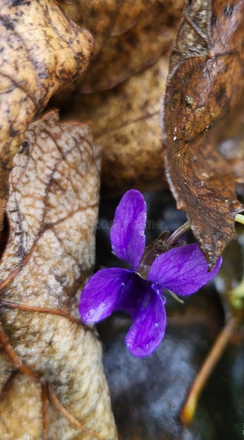 Lila Flower in Winter with Natural Light. Stock Image - Image of winter ...