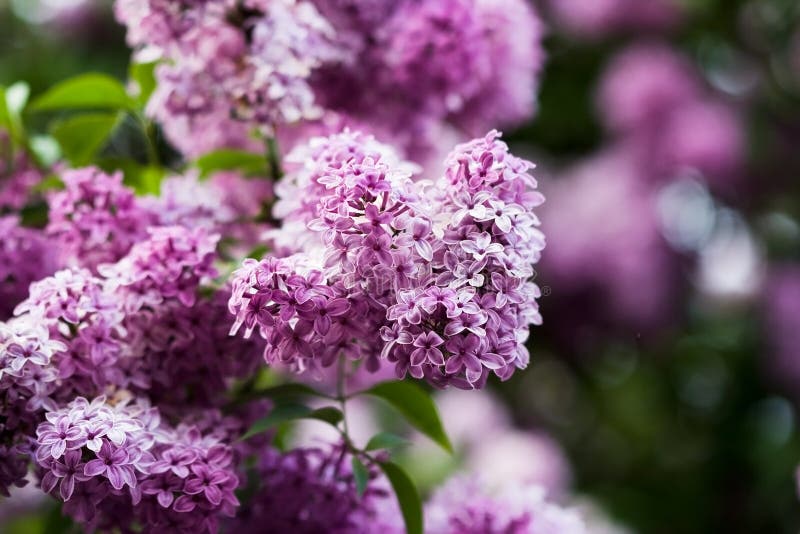 Lila Violet F?r Gruppblomma Arkivfoto - Bild av fält, bygd: 145222266