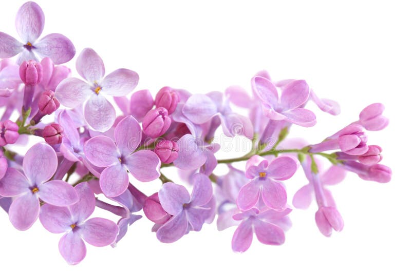 Lilac stock photo. Image of summer, beauty, flora, purple - 11770852